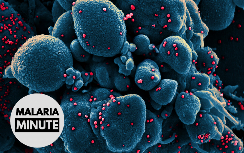 FDA Grants Chloroquine Emergency Use Authorisation - The Fight Malaria Blog FDA Grants Chloroquine Emergency Use Authorisation - The Fight Malaria Blog