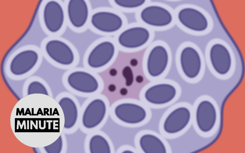 Plasmodium Mimics NK-Inhibitor to Evade Immune Response - The Fight ... Plasmodium Mimics NK-Inhibitor to Evade Immune Response - The Fight ...