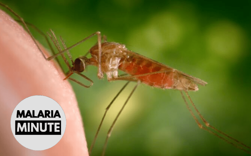 Researchers Produce Cell Atlas of Mosquito Immune System - The Fight ...