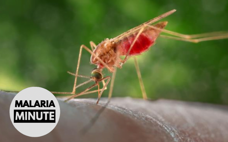 Conserved Antigen Pb22 Plays a Critical Role in Male Gametogenesis in P. Berghei - The Fight ...