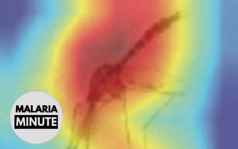 Researchers Use AI to Identify Morphologically Similar Mosquitoes - The ...